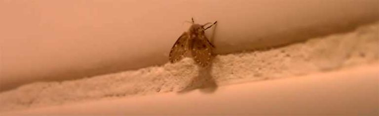 Worms in Shower Cracks: Reasons And How To Get Rid of Them?